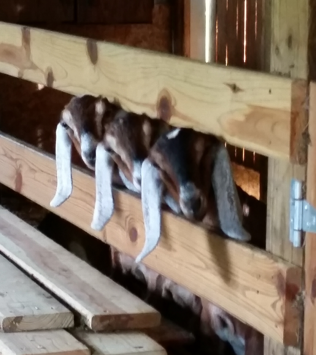 Raw | Reed Farm Nubians | United States