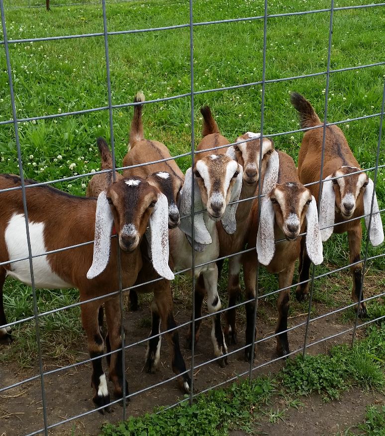 Raw | Reed Farm Nubians | United States