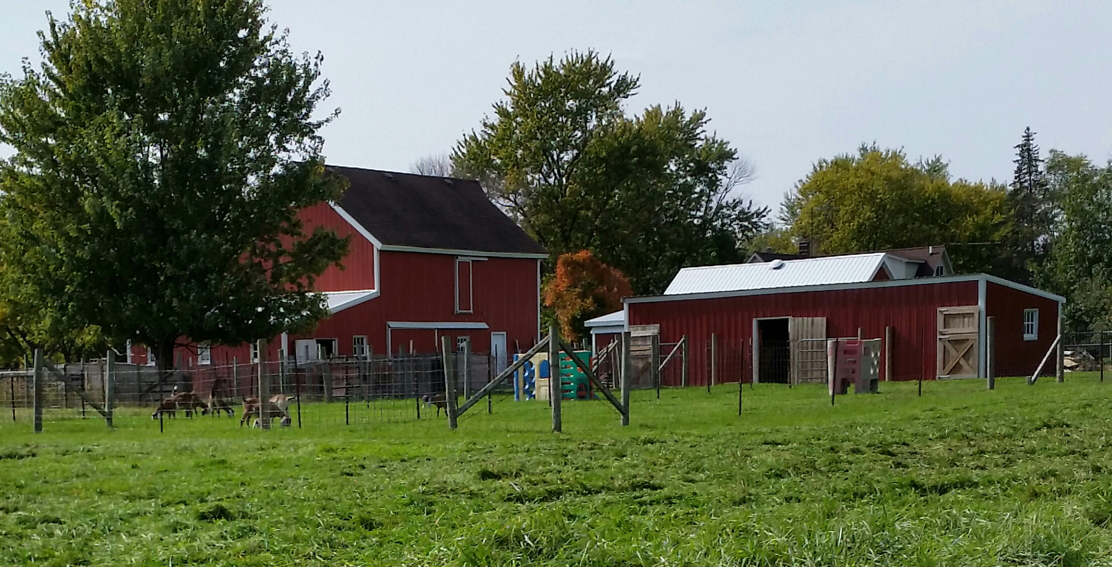 Raw | Reed Farm Nubians | United States