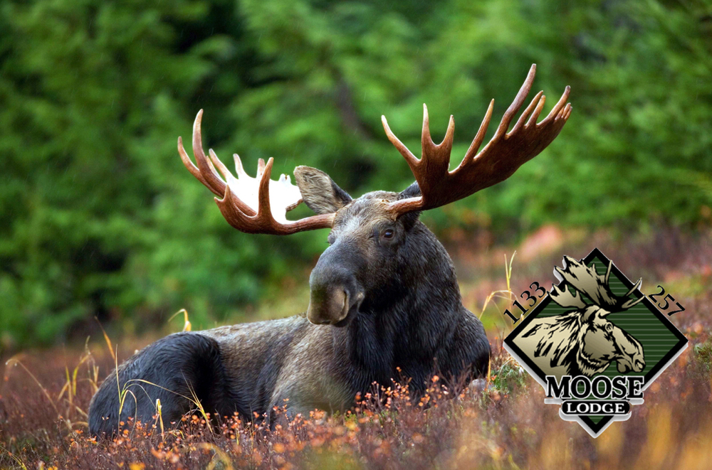 Moose Tracks - July 2019