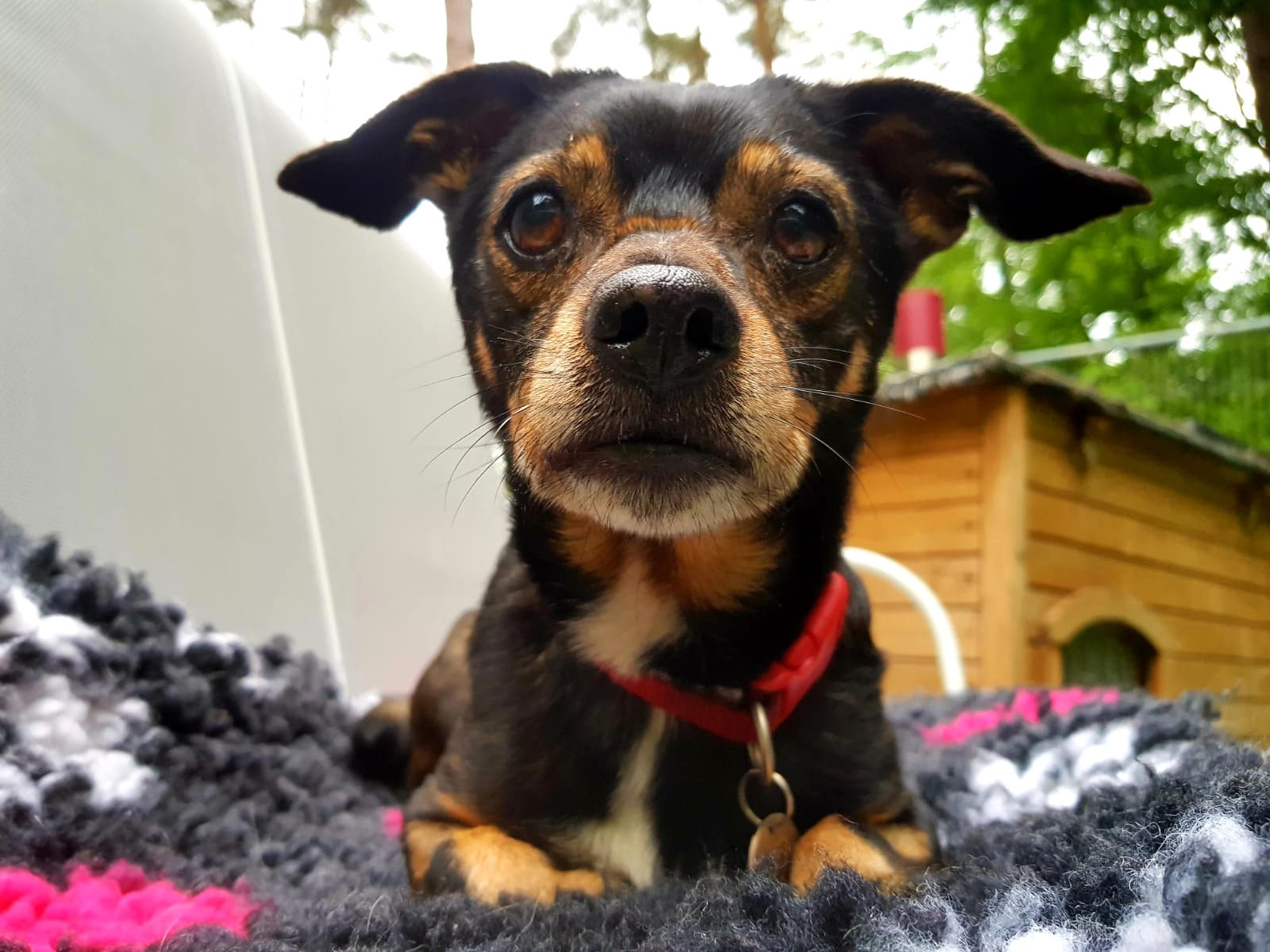 Bertie