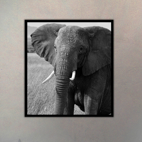Elefante I | Cuadros Vintage