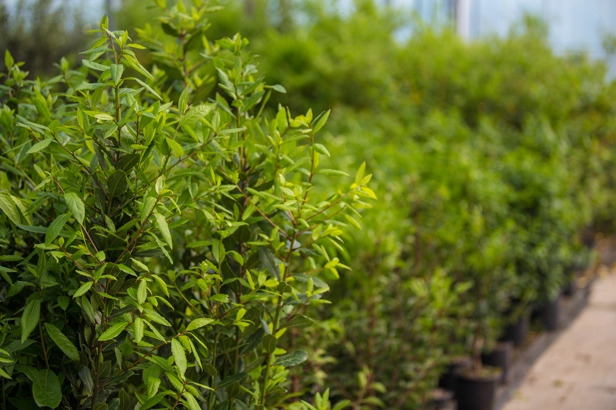 Emmedue | Cespugli e Arbusti