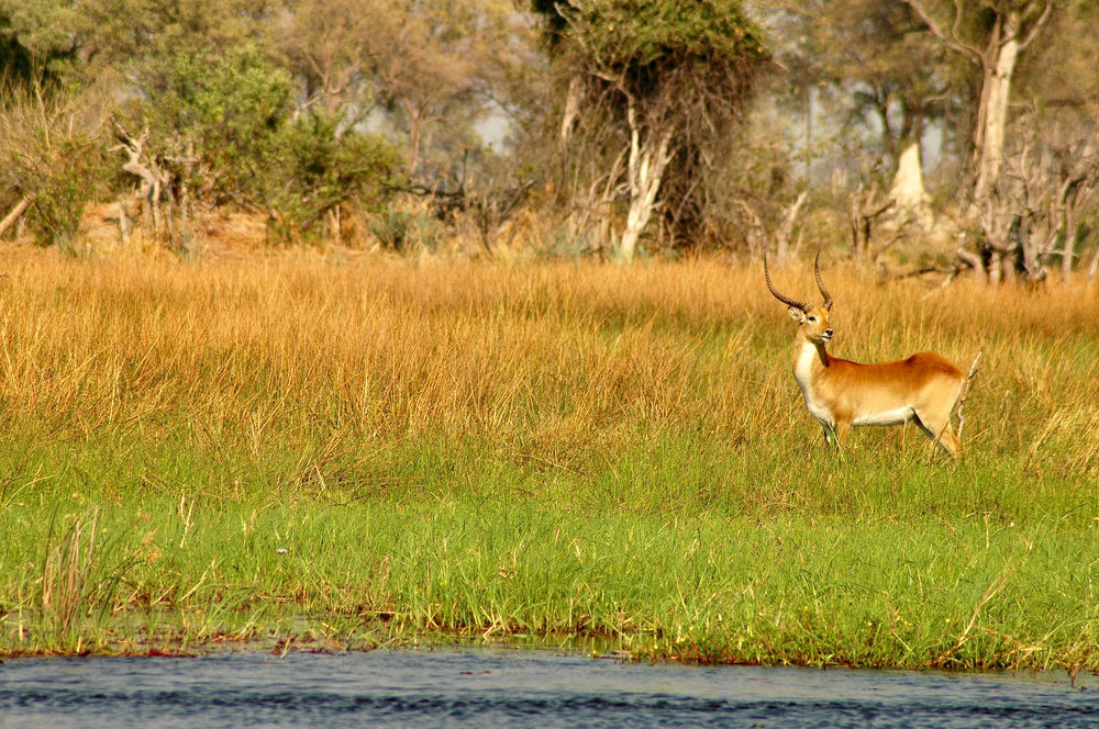 Why are prey species important?