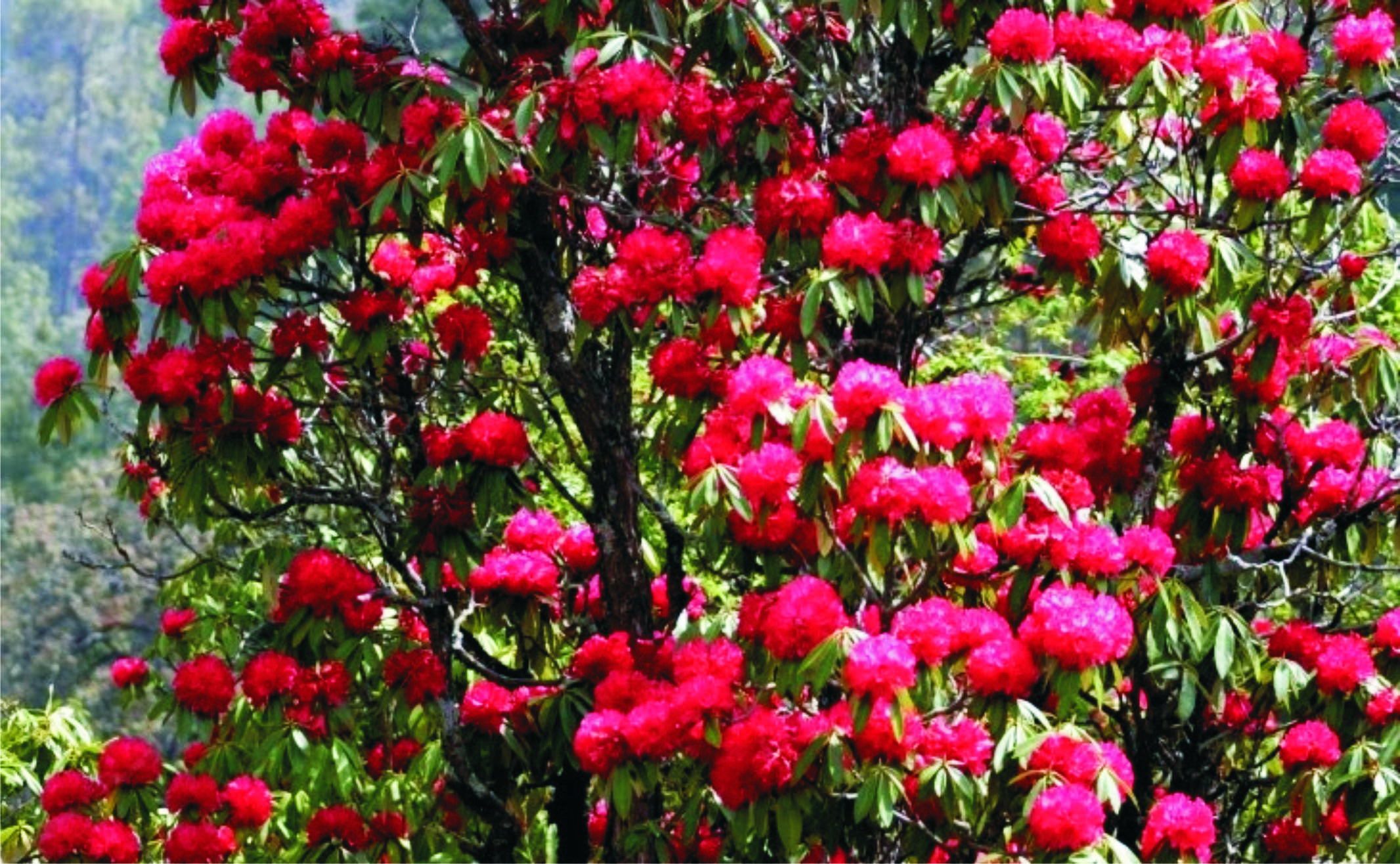 Buransh flower – Uttarakhand