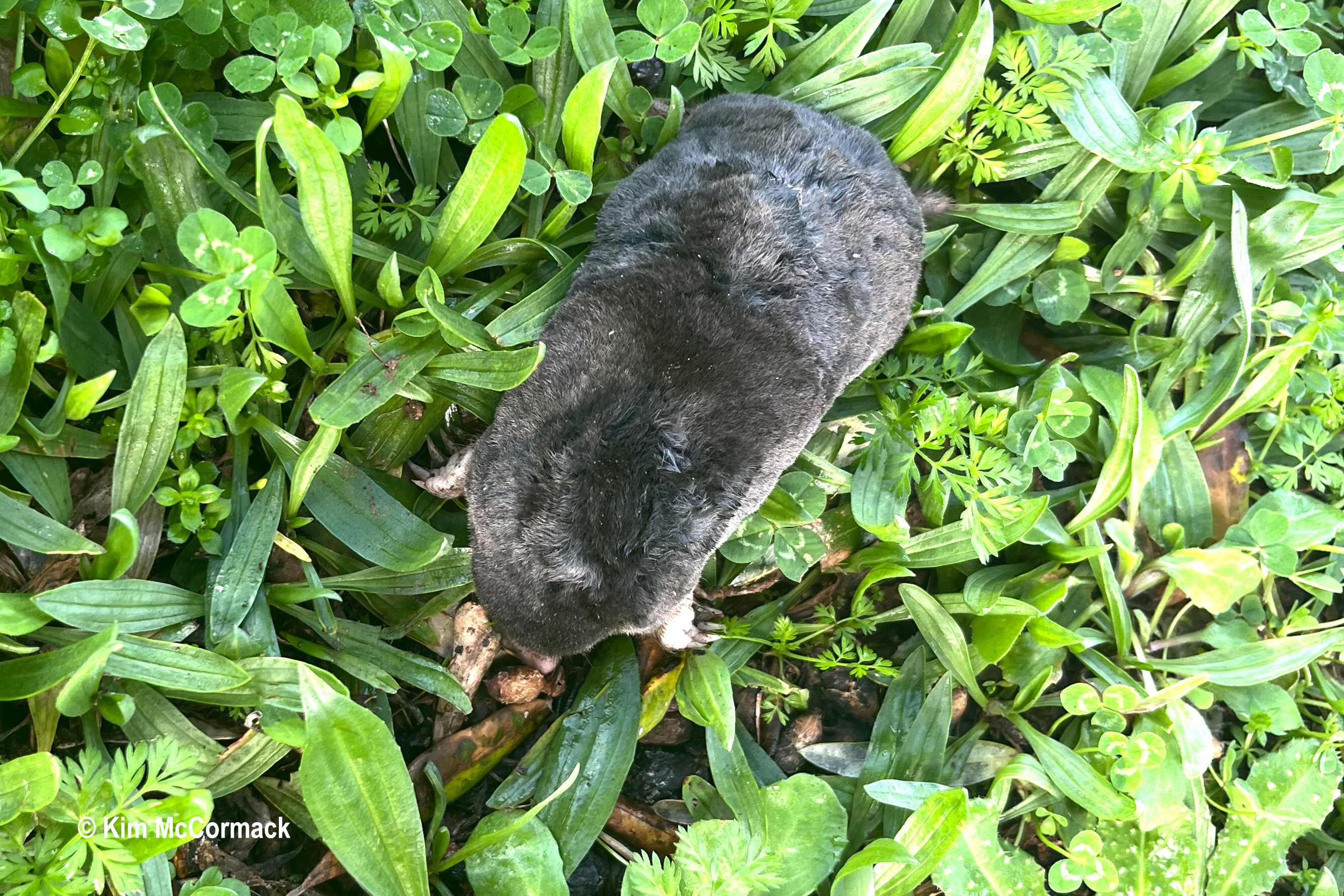 European Mole (Talpa europaea)