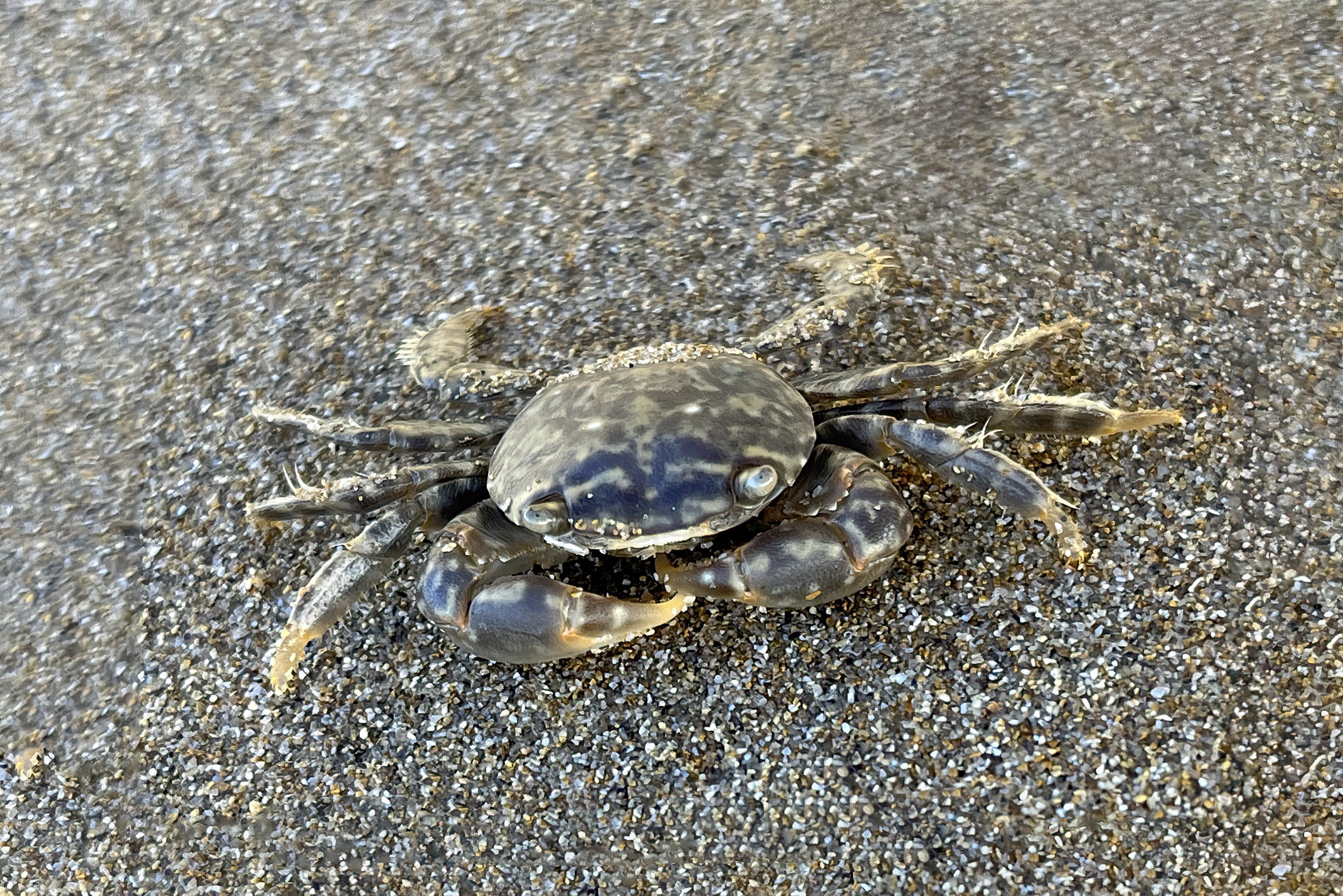 Columbus Crab (Planes minutus)
