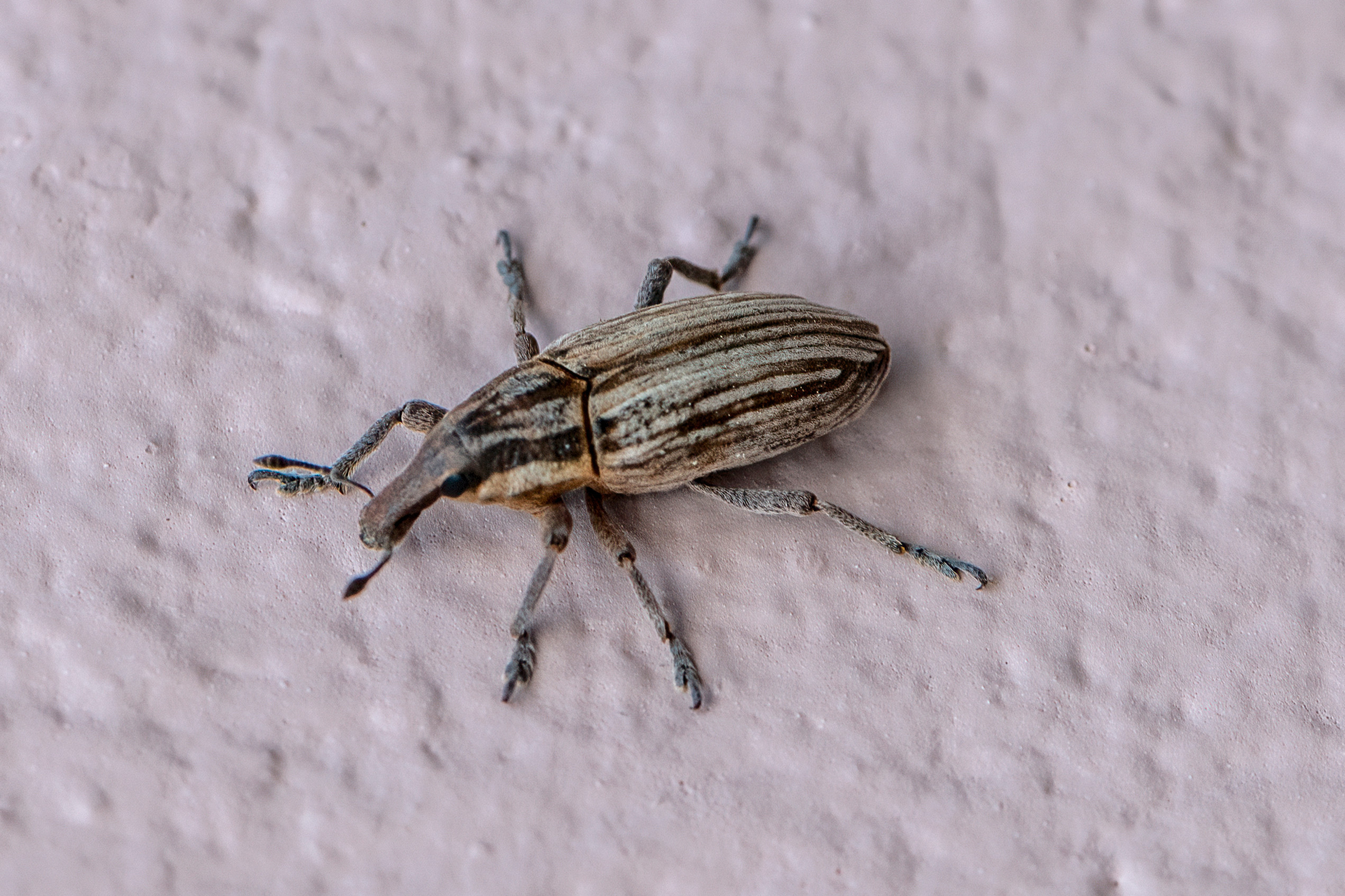 Ground Weevil (Coniocleonus nigrosuturatus)
