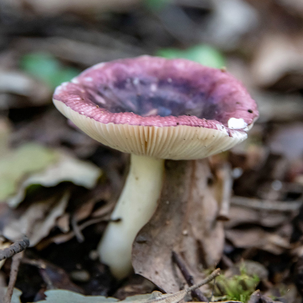 Russula (Russula sp.)