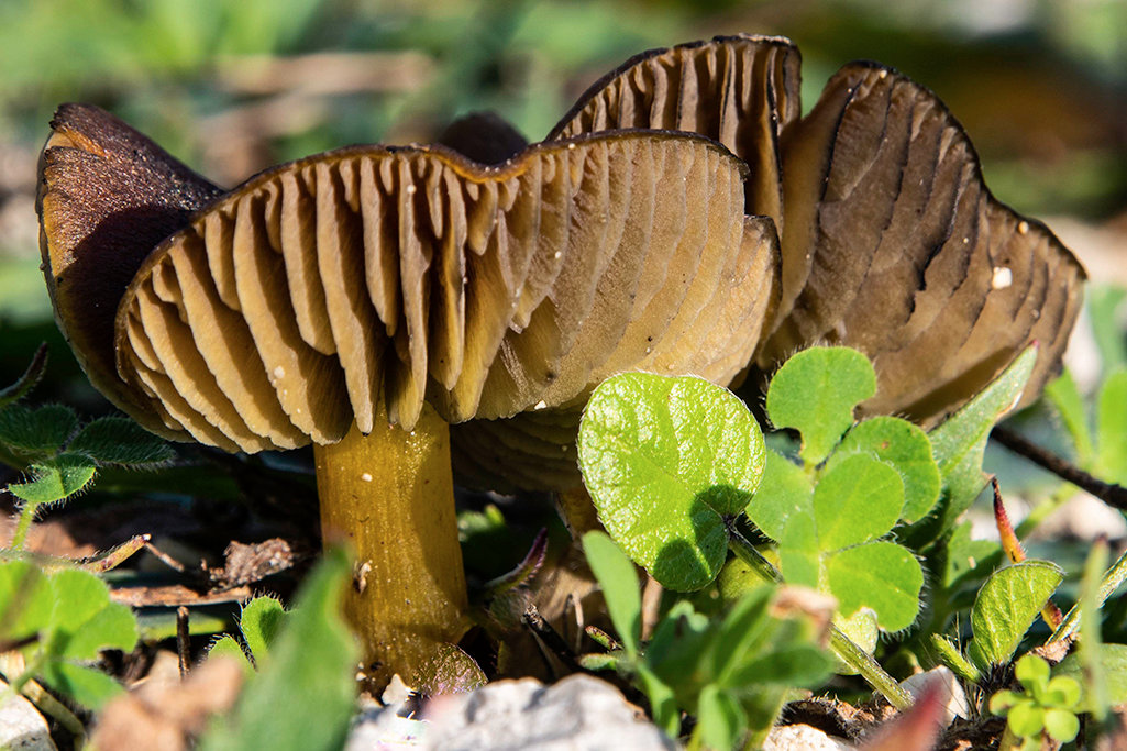 Date Waxcap (Hygrocybe spadicea)