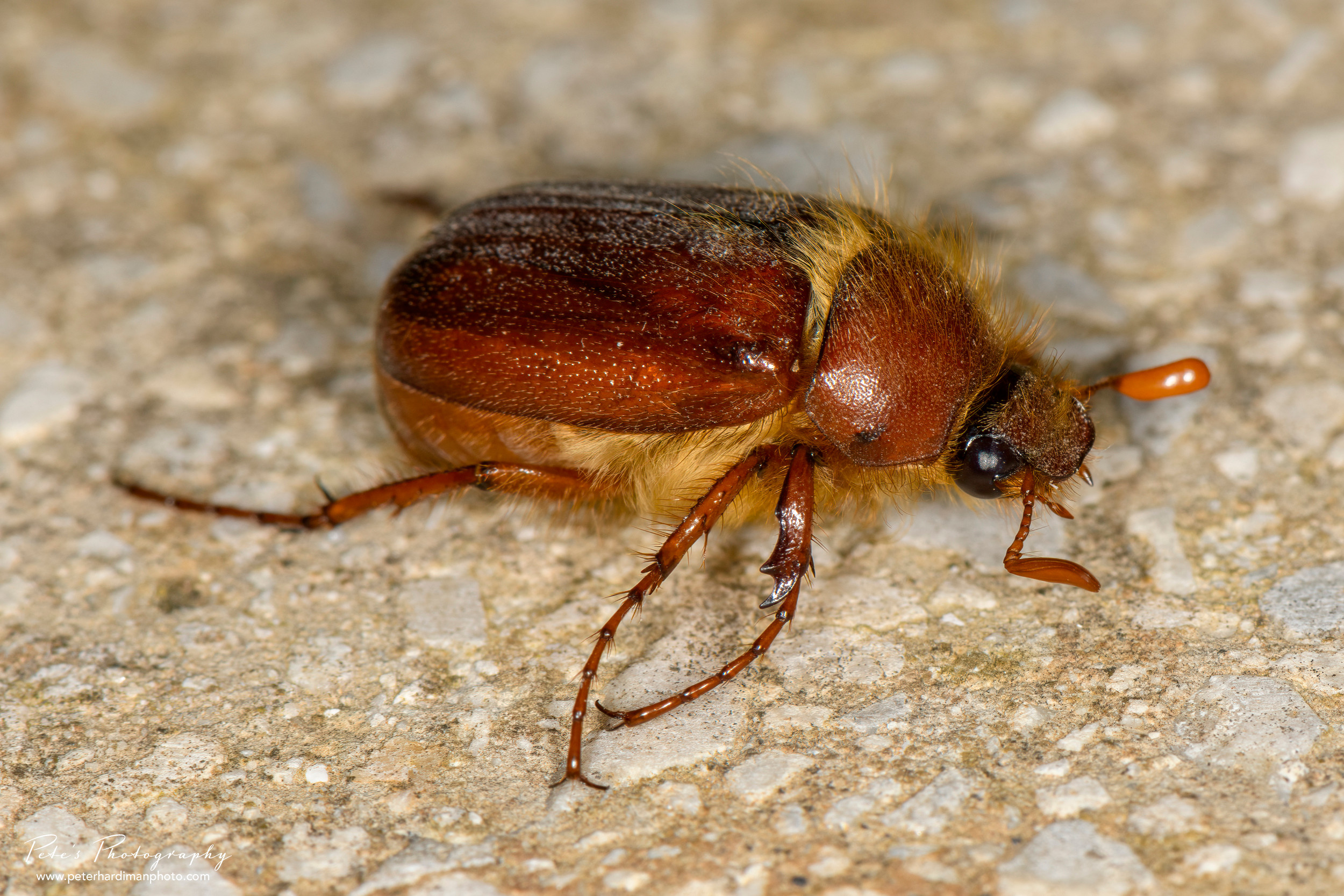 European Chafer (Amphimallon majale)