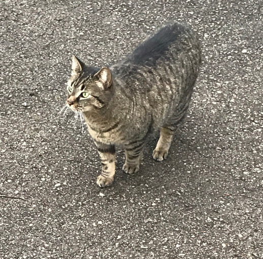 Putter the Cat…… – hamiltongolfcourses