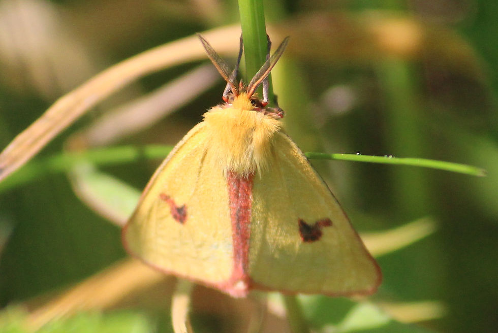 Home [www.folkestonebirds.org]