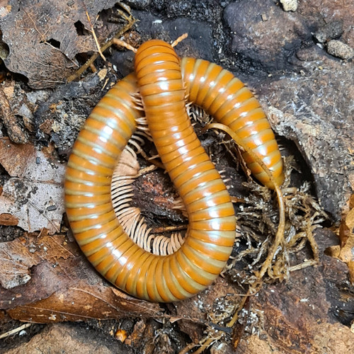Spirostreptus sp 1 - 1 stk. Unger 8 til 10 cm. | Trond Borg Virvell