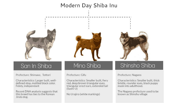 Mino, San’in e Shinshu Shiba
