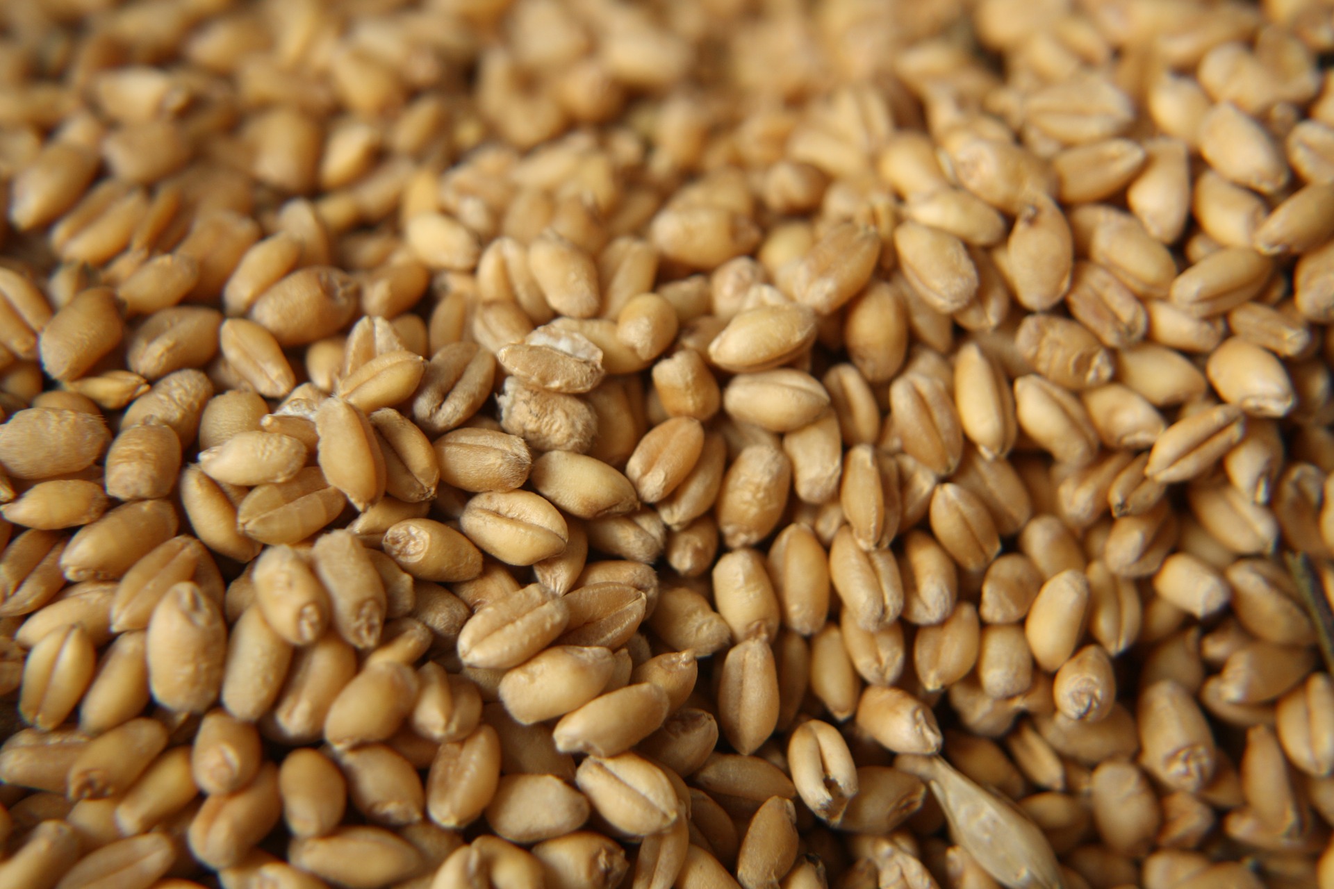 Whole Grains vs. Sprouted Grains, What You Should Know, Buy and Eat ...