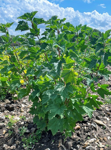 Buy White Versailles White Currant Plants | Moore Berries UK