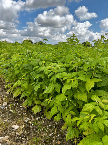 Raspberry | Autumn Bliss Raspberry Canes | Moore Berries UK