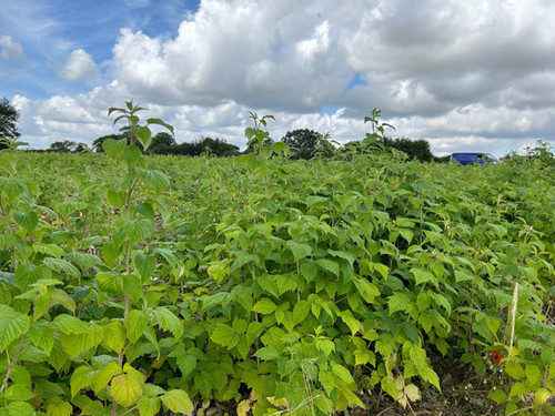 Raspberry | Octavia Raspberry Canes | Moore Berries UK