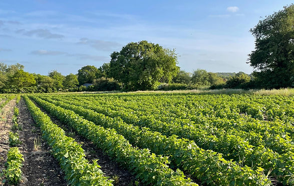 Bare Root Strawberry Plants | Bare Root Raspberry Canes | Moore Berries ...