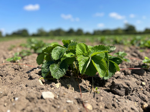 Strawberry | Symphony Strawberry Plants | Moore Berries UK