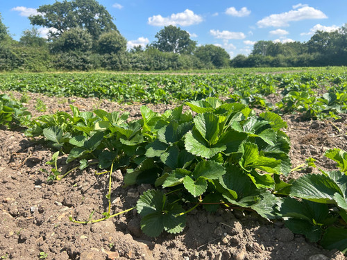 Strawberry | Florence Strawberry Plants | Moore Berries UK