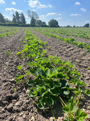 Strawberry | Red Gauntlet Strawberry Plants | Moore Berries UK
