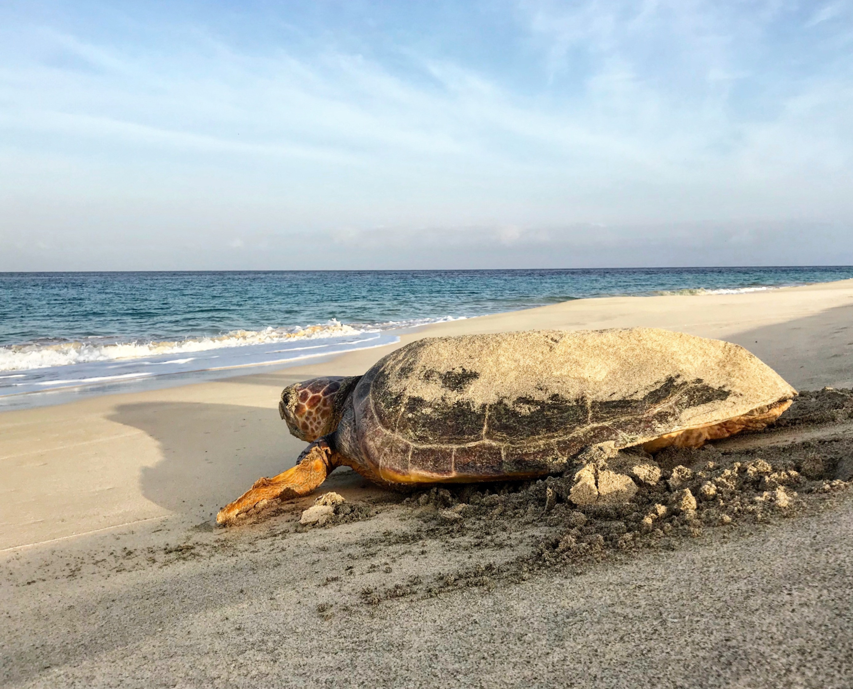 Cabo Verde Sea Turtles | Project Biodiversity