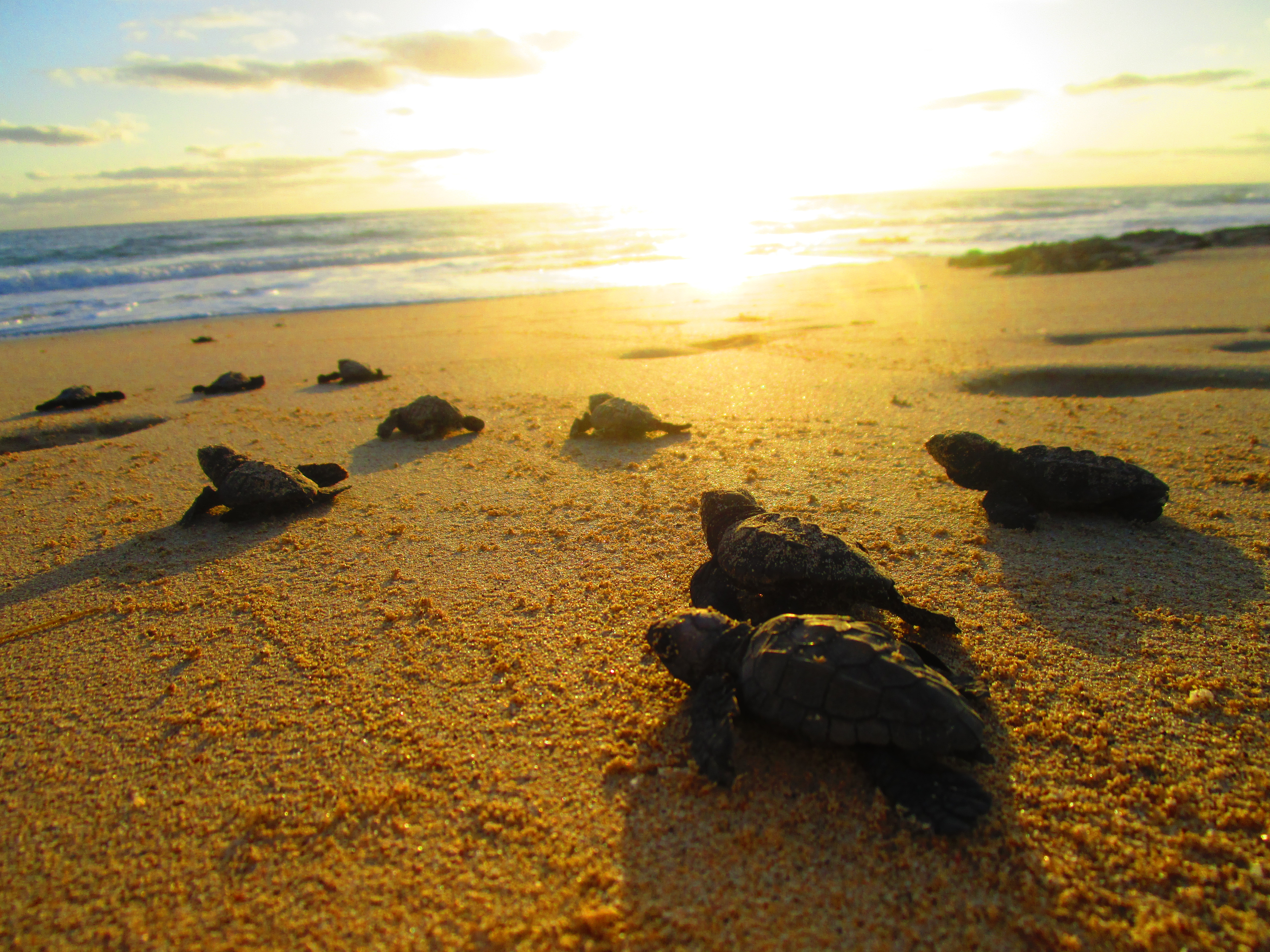 Project Biodiversity - Conservation in Cape Verde