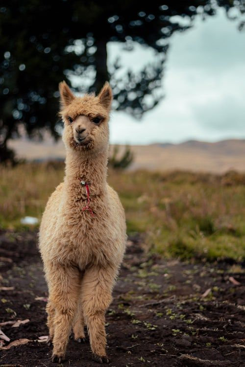 Llama antibodies? Why researchers say they could be powerful weapon ...