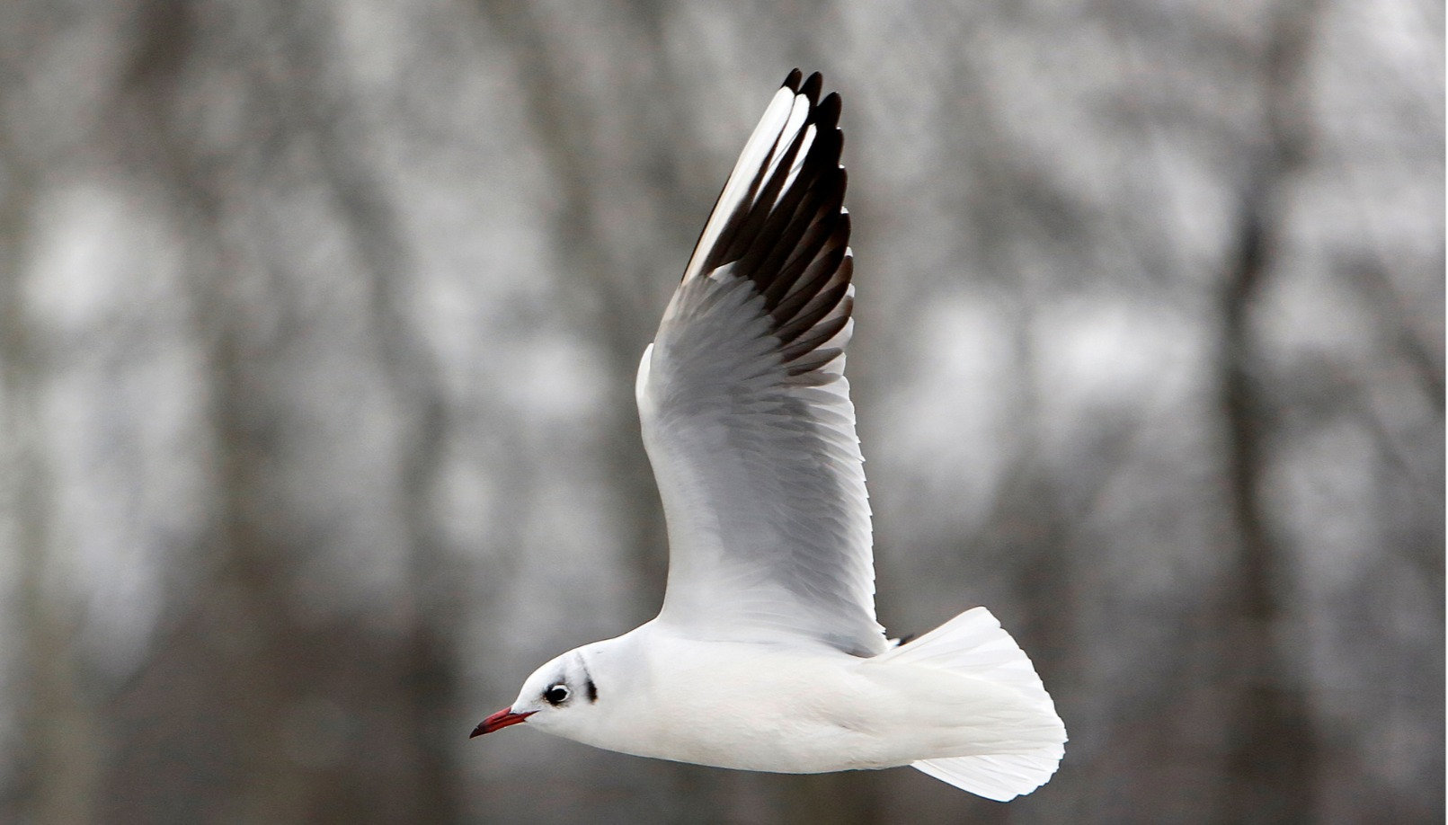 Gull Roost Watch in Wascana Park | Nature Regina
