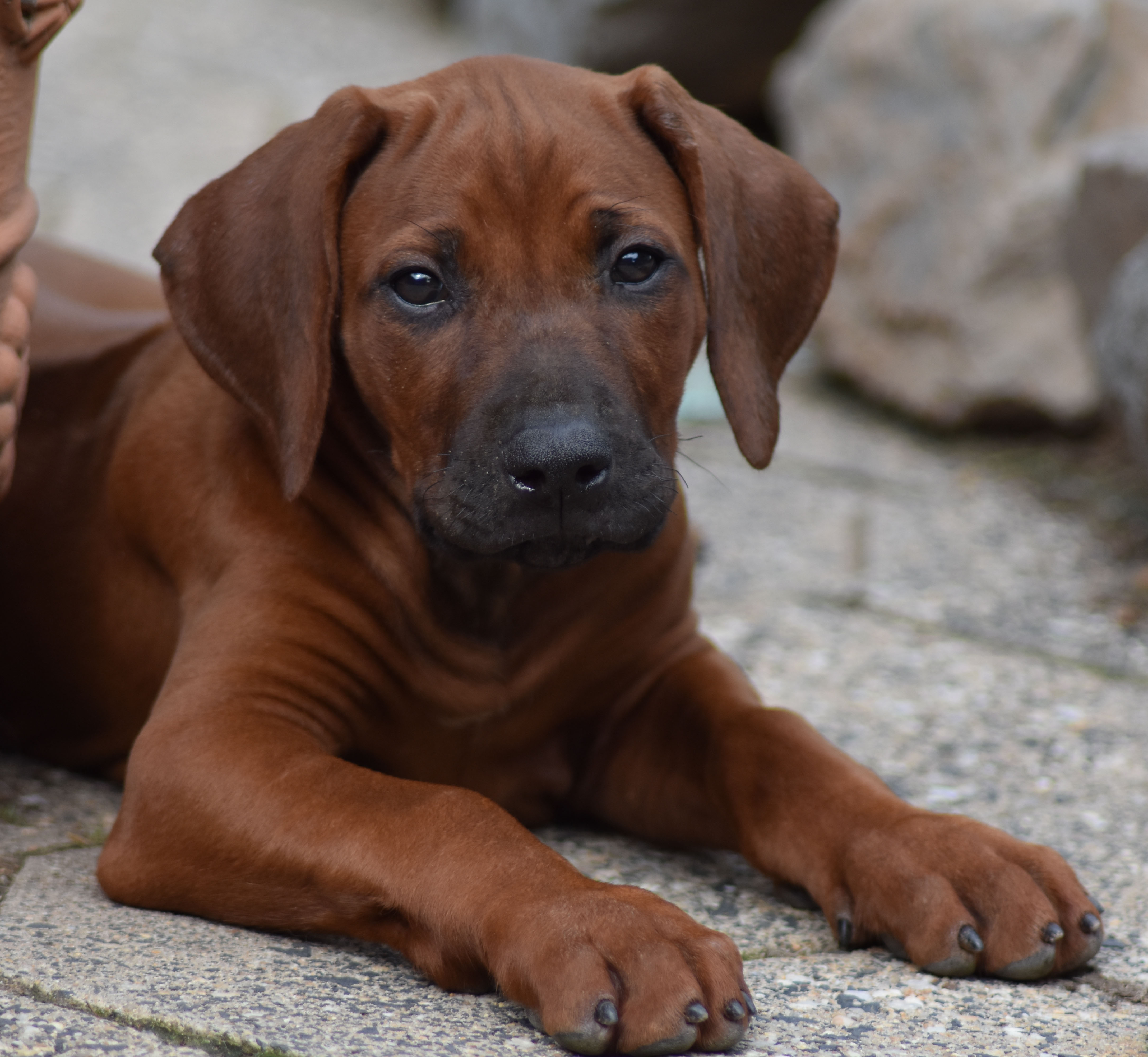 Rhodesian Ridgeback Zucht Sunka-Tanka of Aleshanee Ulmen