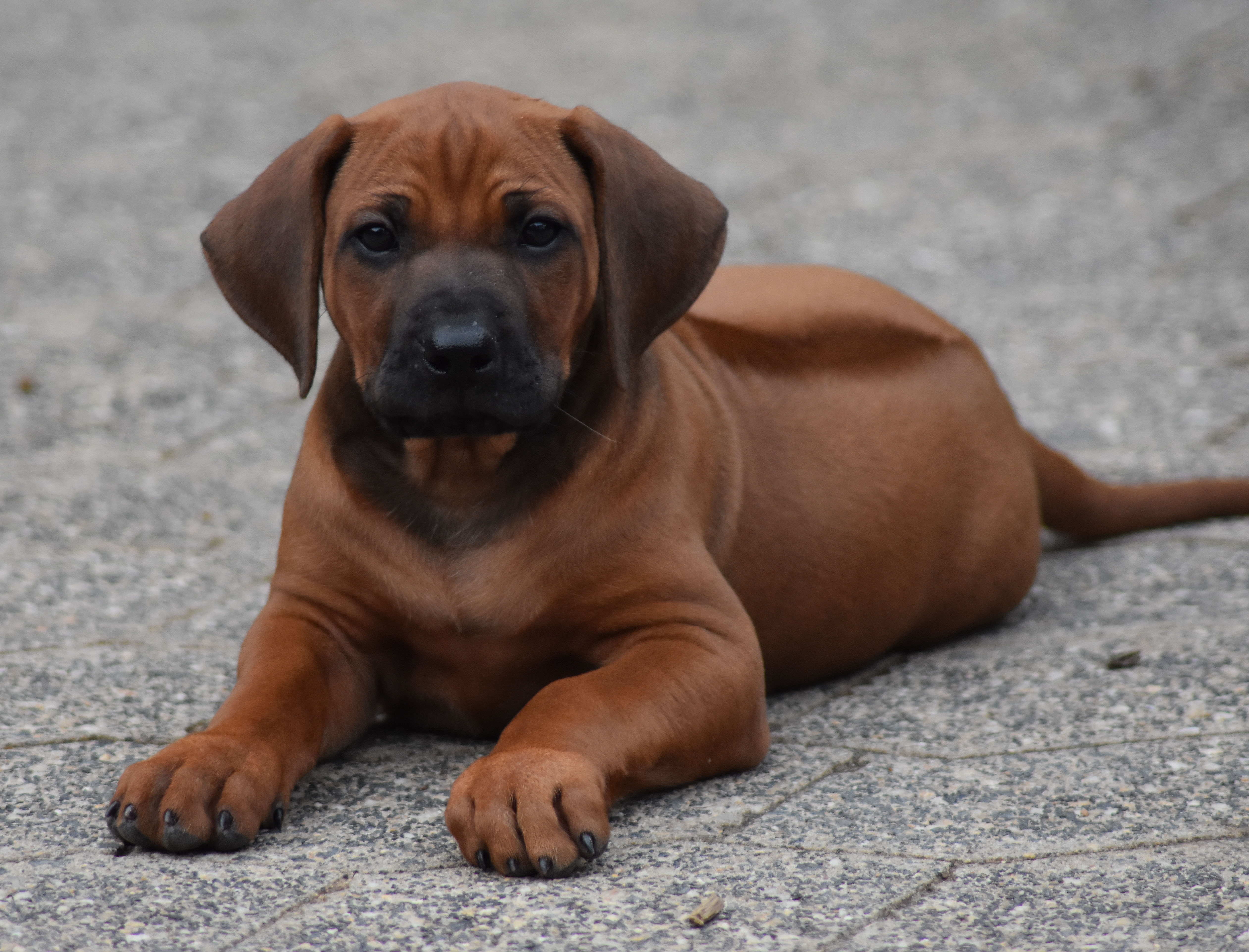Rhodesian Ridgeback Zucht Sunka-Tanka of Aleshanee Ulmen