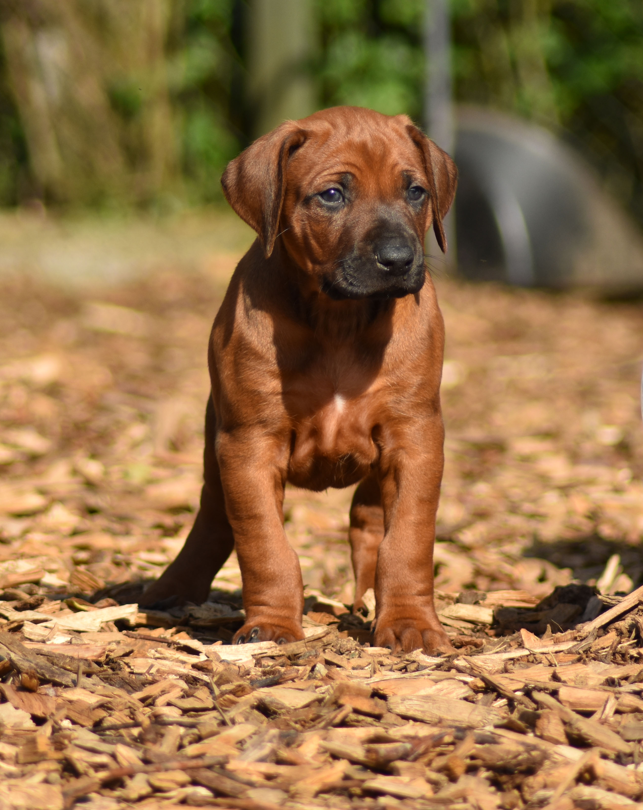 Rhodesian Ridgeback Zucht Sunka-Tanka of Aleshanee Ulmen