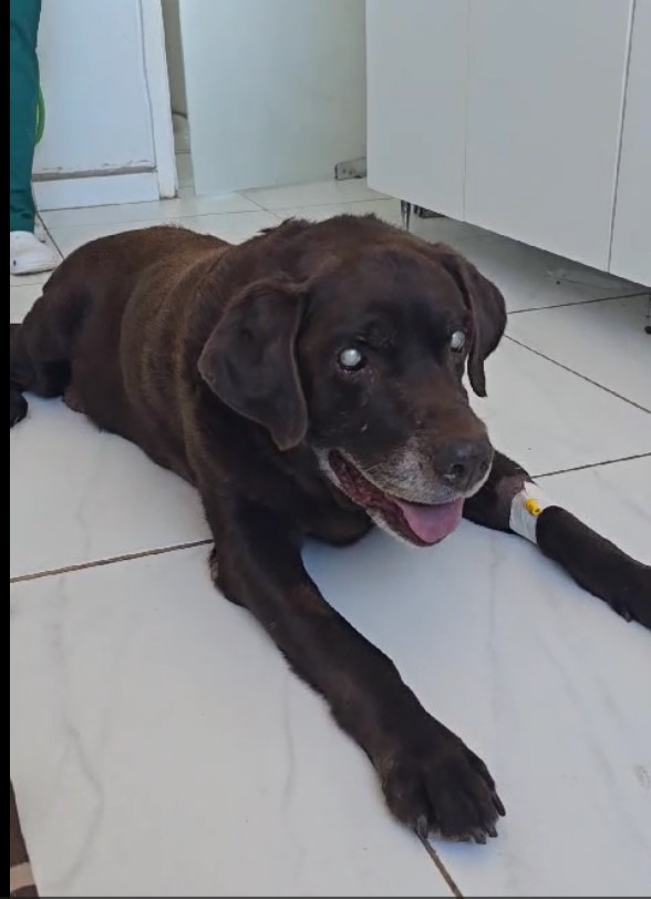 ¿Qué es el GOLPP y cómo afecta a los perros? El GOLPP es una enfermedad ...