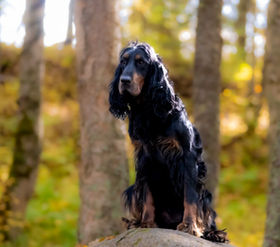 gordon setter cross cocker spaniel