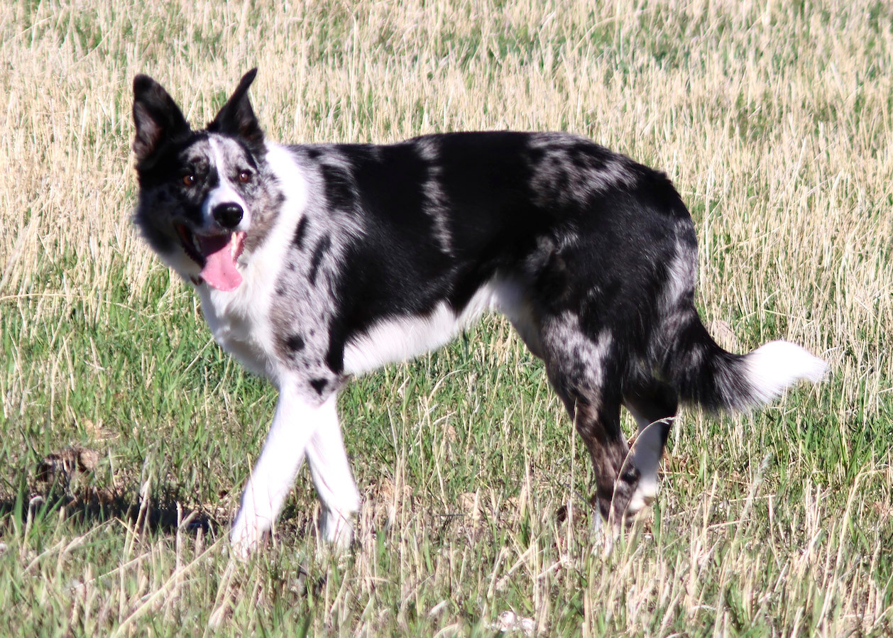 Gold Creek Ranch Border Collies :: GCR Bryan