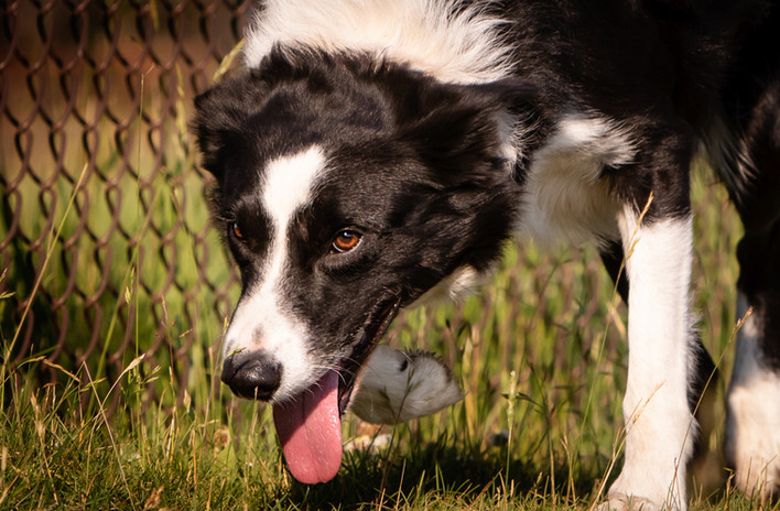 Gold Creek Ranch Border Collies :: BCW TEXAS