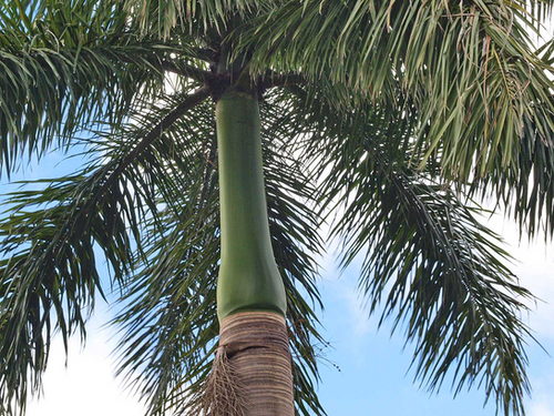 Cuban royal palm, Roystonea Regia, Ornamental Palm Tree | Sela Seeds
