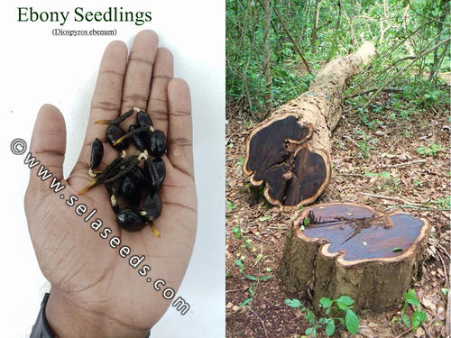 Ebony Tree Seedlings (Diospyros ebenum) | Sela Seeds