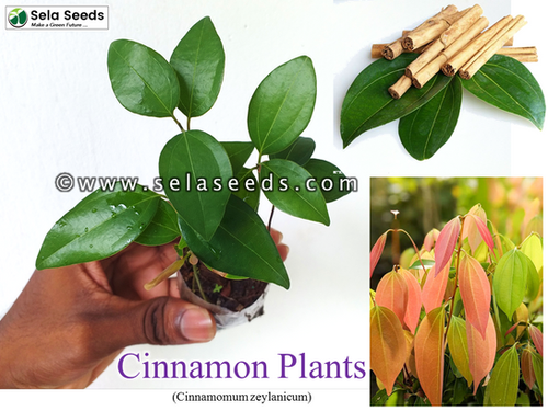 True Ceylon cinnamon plants (Cinnamomum Zeylanicum) 5 or 10 plants ...