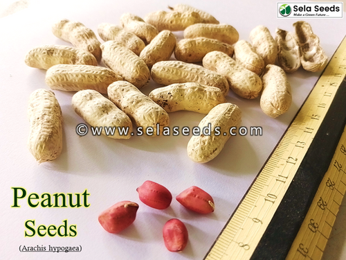 Peanut (Arachis hypogaea) fresh seeds for planting edible nuts | Sela Seeds