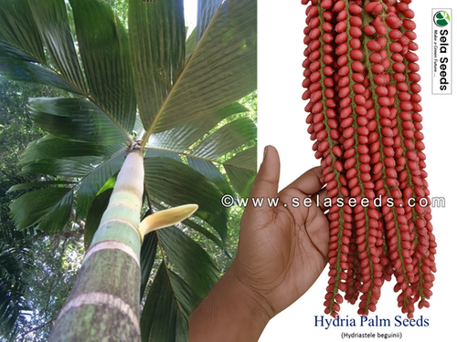 Hydriastele beguinii seeds 'Obi Island' Obi Nymph Palm | Sela Seeds
