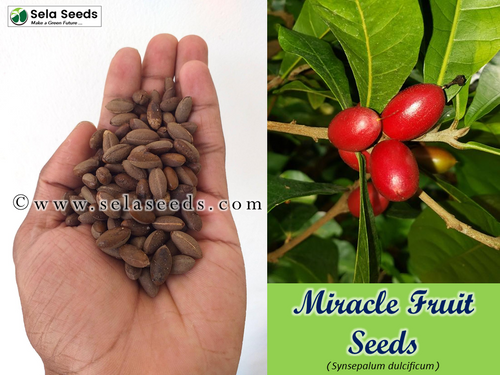 Miracle Fruit Seeds (Synsepalum dulcificum) RARE | Sela Seeds