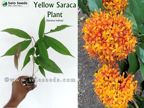 Yellow Saraca Plant (Saraca indica) | Sela Seeds