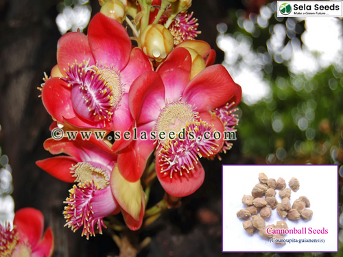 Cannonball Tree Seeds (Couroupita guianensis) fresh seeds | Sela Seeds