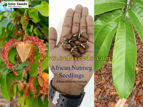 African nutmeg seedlings (Monodora myristica) calabash nutmeg | Sela Seeds