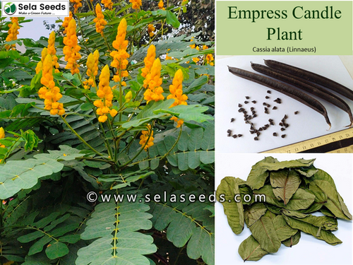 Empress Candle Plant x25 Seeds (Cassia alata - Linnaeus) Candlestick ...