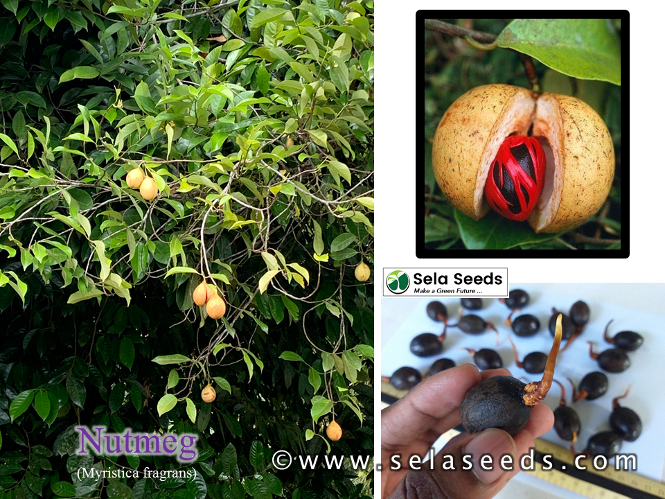 Nutmeg Seedlings (Myristica fragrans) Spice Herbale Rare | Sela Seeds