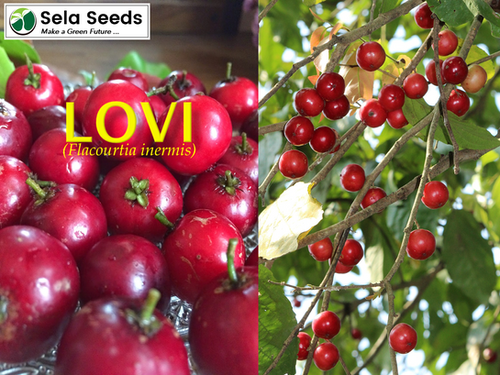 Lobi-lobi seeds "Flacourtia inermis" 100% fresh & organic | Sela Seeds